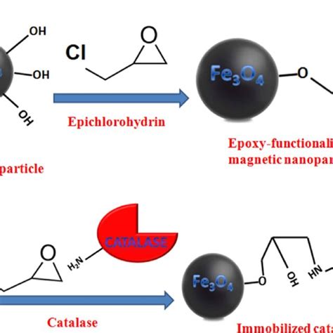 Schematic Diagram Illustrating The Functionalization And Catalase