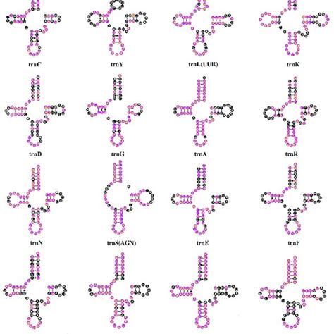 Inferred Secondary Structures Of 22 Transfer RNAs TRNAs Identified In