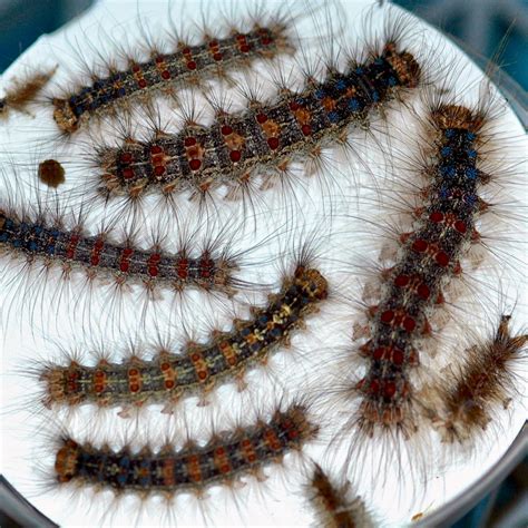 Moth Larvae Worms At Kirsten Nord Blog