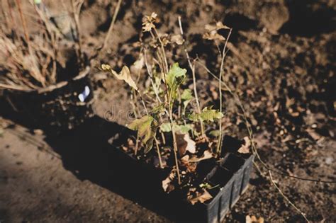 Shallow Depth Of Field Selective Focus Image With An Oak Sapling During
