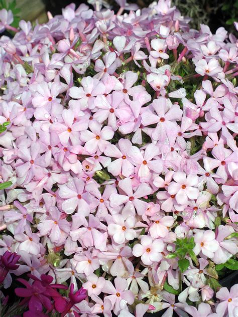 Флокс шиловидный Борановице Phlox subulata Boranovice - купить ...