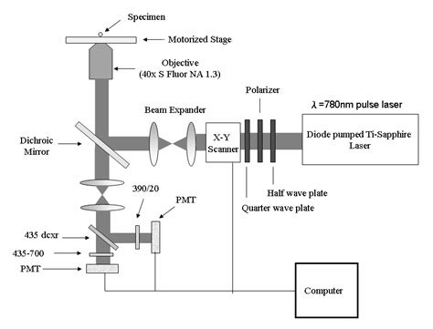 Schematic Diagram Showing The Setup Of The Multiphoton Microscope Download Scientific Diagram