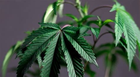 Reproduction Of Hemp Methods Differences Advantages
