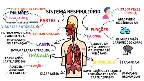 Mapa Mental Sistema RespiratÓrio Com Ciência Hotmart
