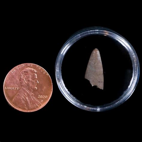 0 6 Postosuchus Rauisuchid Archosaur Fossil Tooth Chinle Formation Az