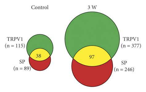 If Results Of Trpv1 Sp And Cgrp In Drg Of Rats In Stz Group A