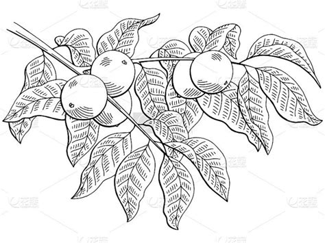 胡桃图形分支黑白色孤立素描插图向量素材 花瓣网
