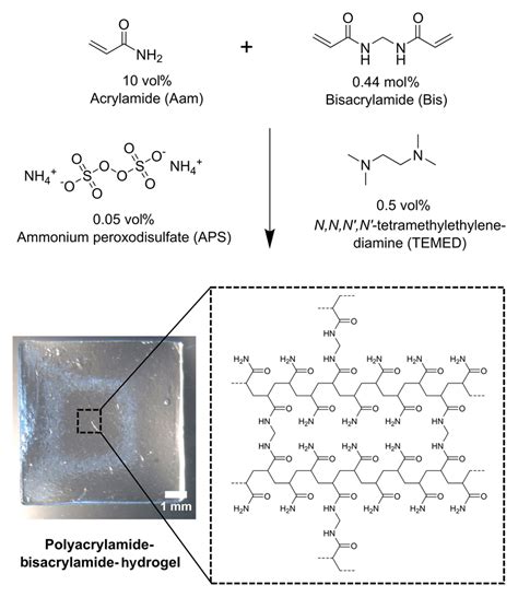 Polymerization Of Ethanol Sensitive Polyacrylamidebisacrylamide