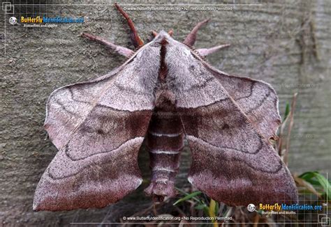 Walnut Sphinx Moth