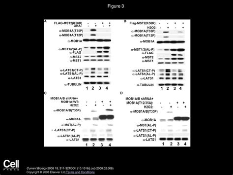Maria Praskova Fan Xia Joseph Avruch Current Biology Ppt Download