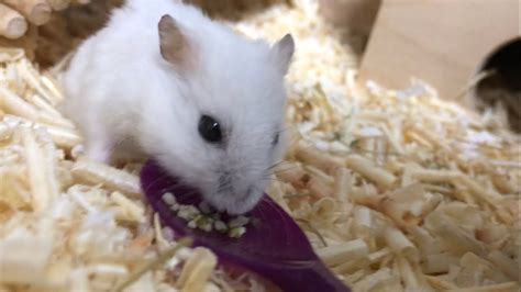 할머니 햄스터 햄프씨드 옴뇸뇸 Youtube