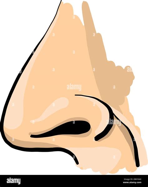 Human Nose Illustration Vector On White Background Stock Vector Image