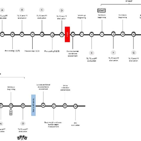 Schematic Representation Of The Experimental Protocol Download