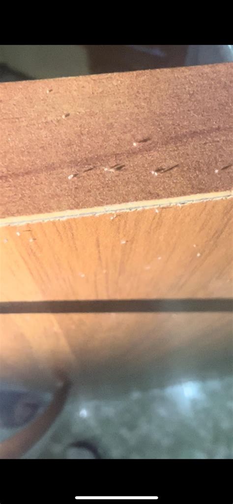 Grain Mites Rpestcontrol