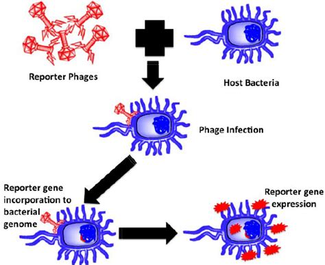 A Schematic Explaining The Underlying Principle Of Reporter Phage Based