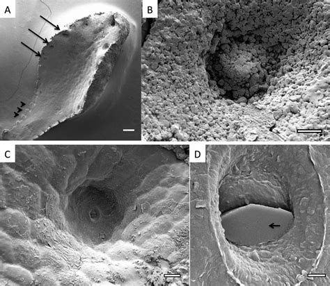 Organisation Of The Upper Surface Of The Leaf A Low Magnification
