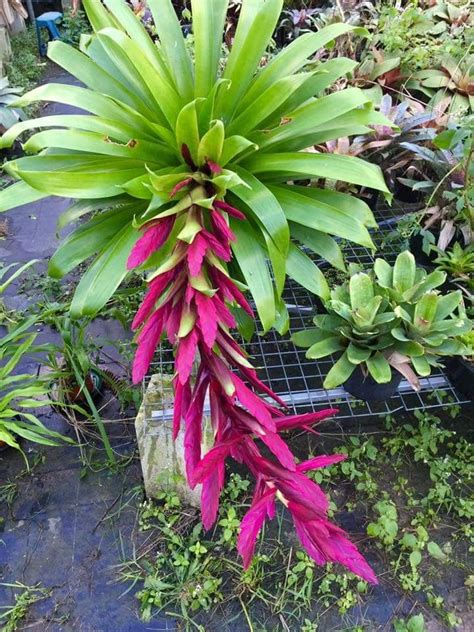 Propagating Bromeliads How To Remove And Pot Up Bromeliad Pups Artofit