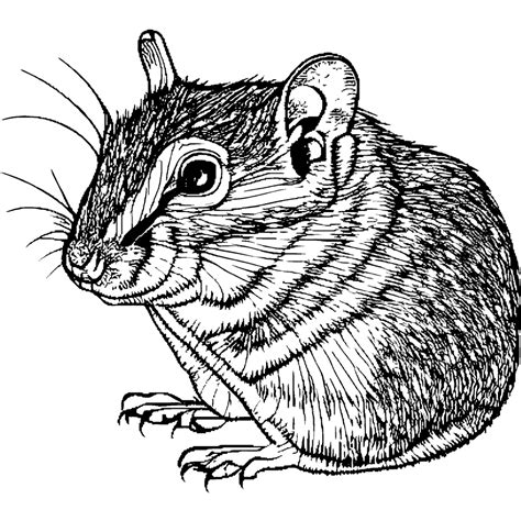 Striped Chipmunk Coloring Page At Vaneliblog Blog
