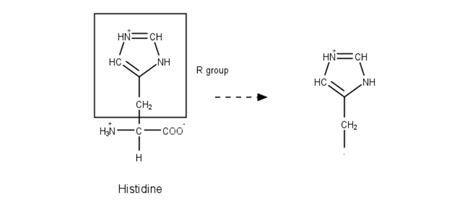 Draw The R Group Of Histidine Quizlet