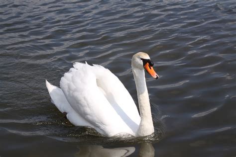 1024x768 Wallpaper White Swan Peakpx