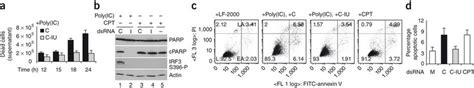 Poly Ic Induced Apoptosis Is Inhibited By C Iu Dsrna A Cells Were Download Scientific