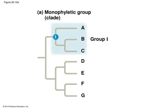 Ppt Phylogeny Powerpoint Presentation Free Download Id3579263