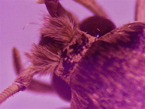 A Moth Seen Under A Stereo Microscope Rmicroscopy
