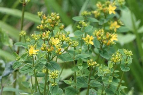 Variety Hypericum Tetrapterum Tetrapterum · Inaturalist United Kingdom