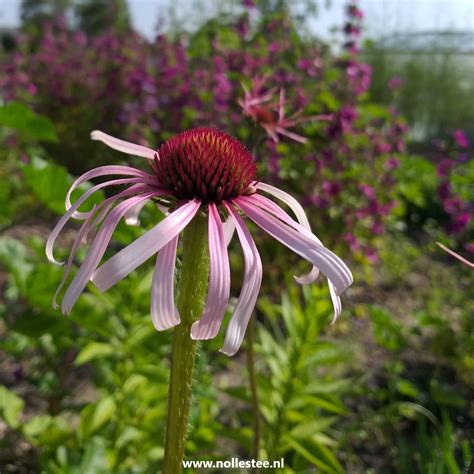 Echinacea Pallida Zonnehoed Nollesteenl