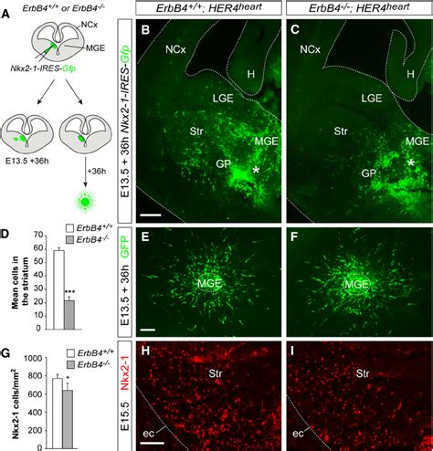 Erbb4 Is Required For The Migration Of Mge Derived Interneurons To The Download Scientific