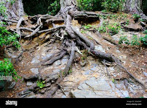Exposed Tree Root System Hi Res Stock Photography And Images Alamy