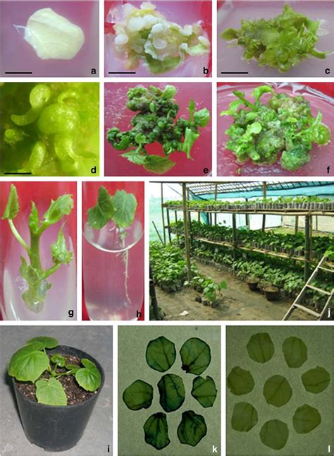 A L De Novo Shoot Bud Induction And Plant Regeneration From