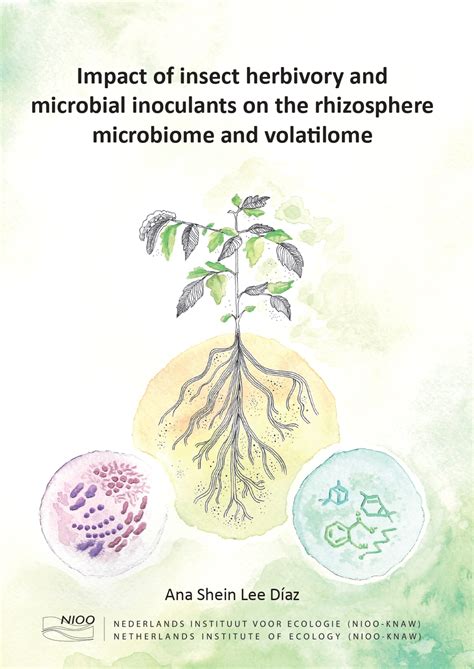 Impact Of Insect Herbivory And Microbial Inoculants On The Rhizosphere