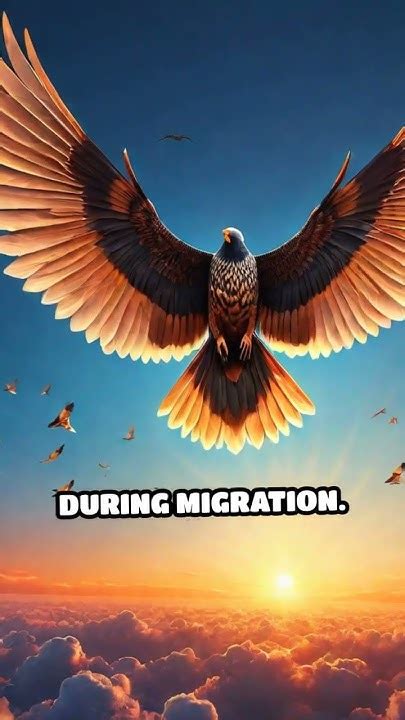 Natures Celestial Compass Youtube