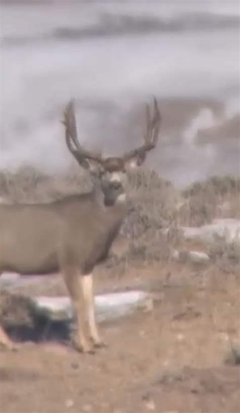 88c1c184 1549 4b36 B9cf D067565aafa1jpeg Monster Muleys Community