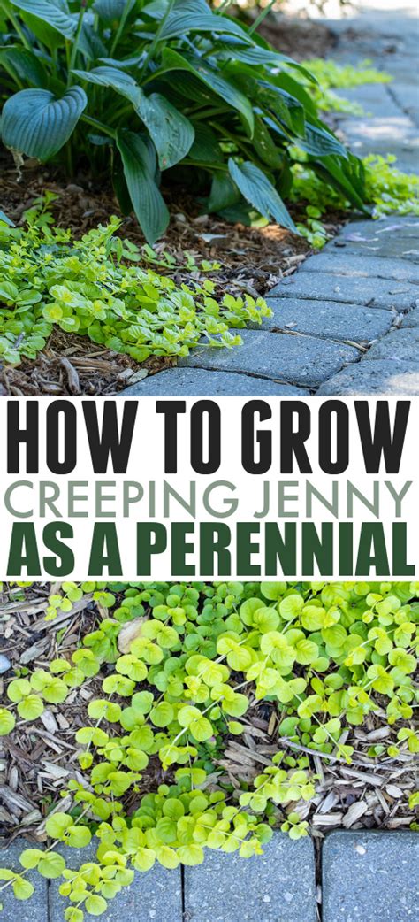 How To Grow Creeping Jenny The Creek Line House