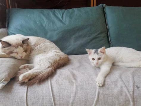 嘿，我家的三只猫。 知乎