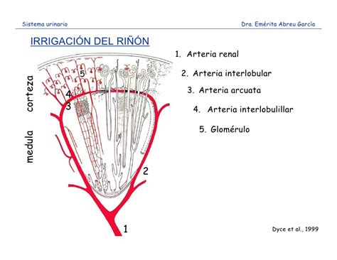Sistema Urinario