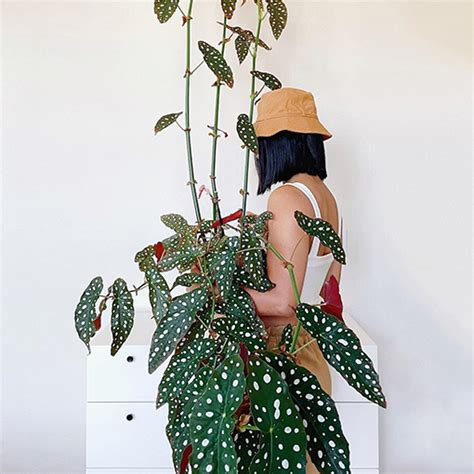 Begonia Maculata Wightii Polka Dot Plant 120mm The Jungle Collective