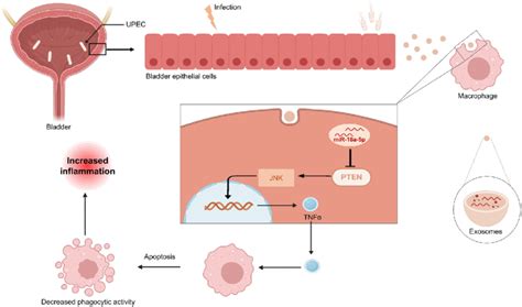 Schematic Illustration Depicting Exosomes Originating From Bladder