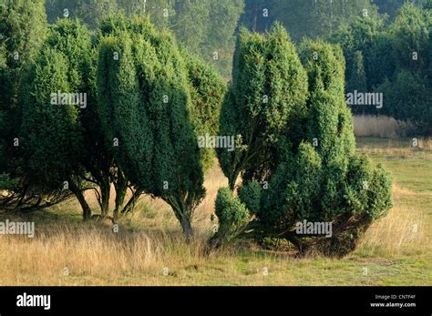 Common Juniper Ground Juniper Juniperus Communis Juniper Heath Germany North Rhine