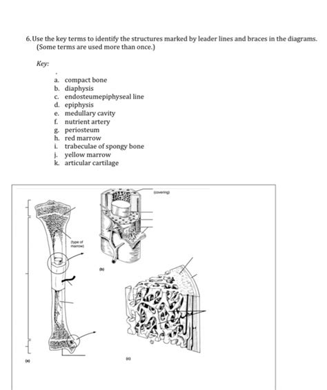 Solved Overview Of The Skeleton Classification And