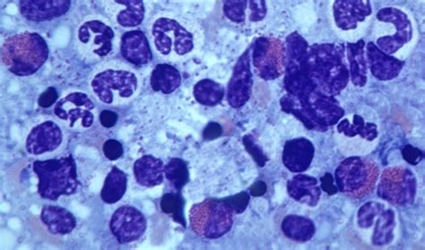 Biobots Arise From The Cells Of Dead Organisms