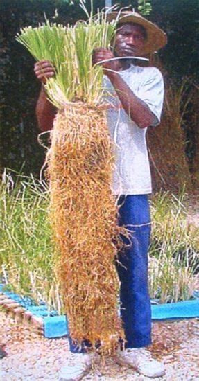 Miracle Grass Plants Grass Vetiver