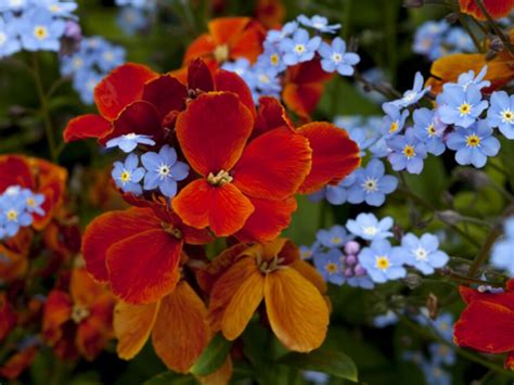 兔子先生传媒文化作品 blog how to choose a color scheme for your garden
