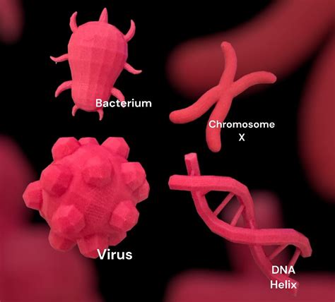 Biology Models By 3dpickles Makerworld