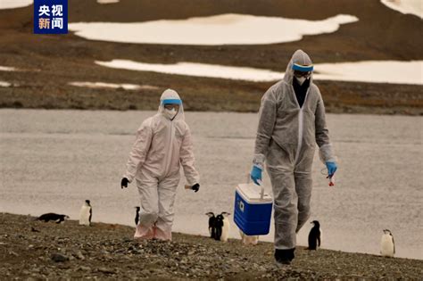 科学家：禽流感病毒正在南极洲大规模传播新闻频道央视网