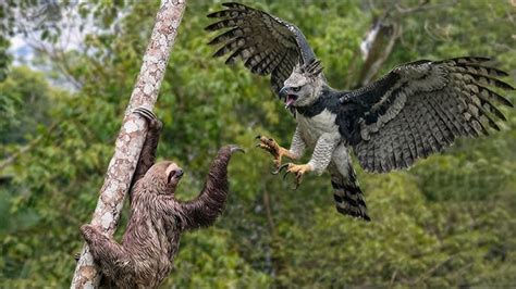 Harpy Eagle Grabs Sloth A Harpy Eagle Snatching A Sloth Out Of A Tree