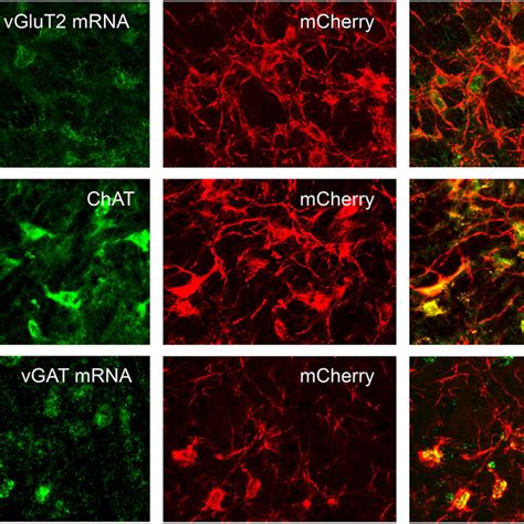 Hm3 Mcherry Is Expressed Eutopically In Vglut2 Cre Chat Cre And