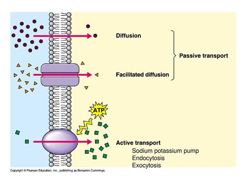How Membrane Function Pogil Can Revolutionize Ap Biology Answers Unveiled